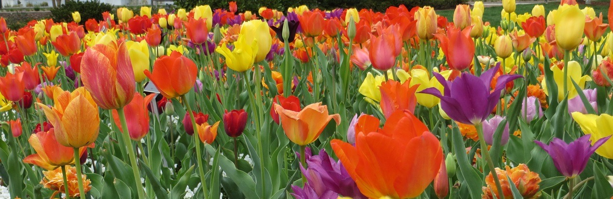 Tulips Banner - Lewis Ginter Botanical Garden
