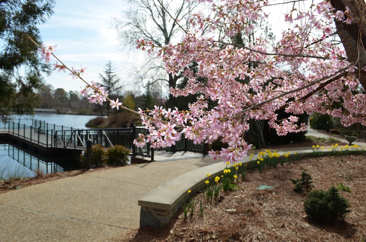 Cherrytree walk - baseballose