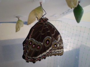 Butterfly - Lewis Ginter Botanical Garden