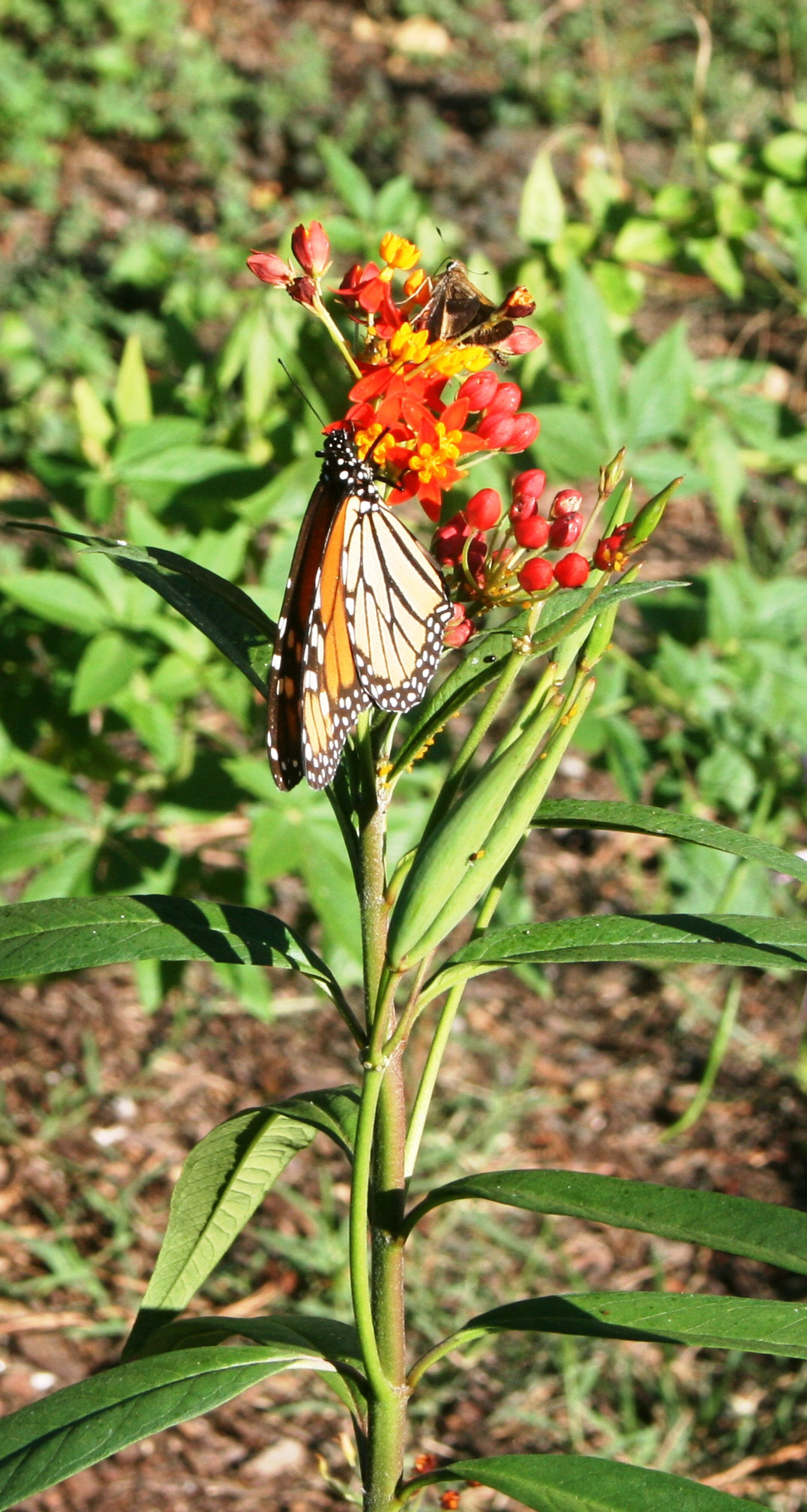 Attracting Native Pollinators (and Flies!) - Lewis Ginter Botanical Garden