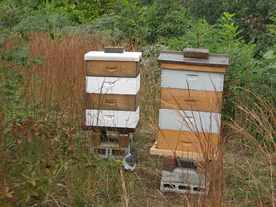 hives - Lewis Ginter Botanical Garden