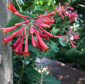 native-honeysuckle - Lewis Ginter Botanical Garden