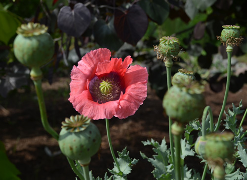 poppy - Lewis Ginter Botanical Garden