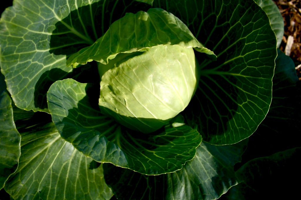 yes-cabbage - Lewis Ginter Botanical Garden