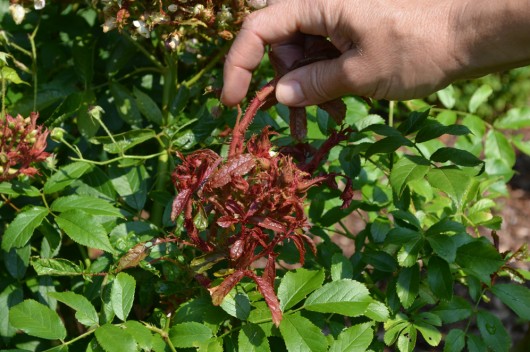 Rose rosette disease