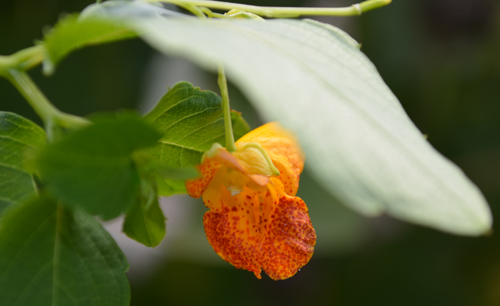 jewel weed 500 - Lewis Ginter Botanical Garden