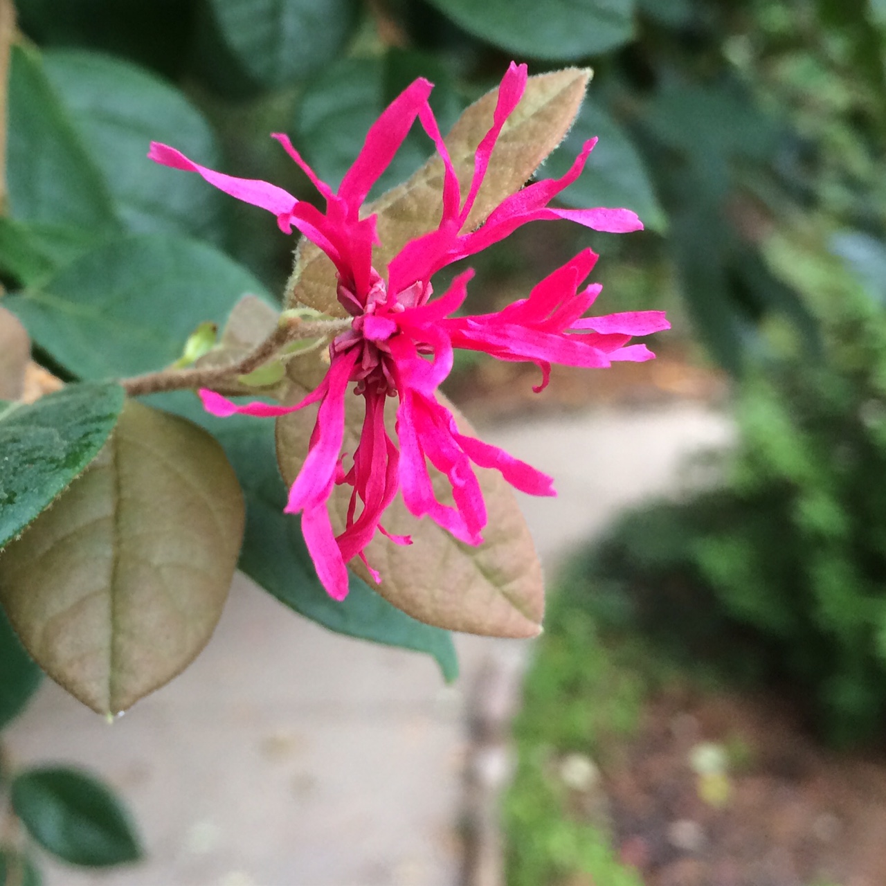 razzleberry monraz - Lewis Ginter Botanical Garden