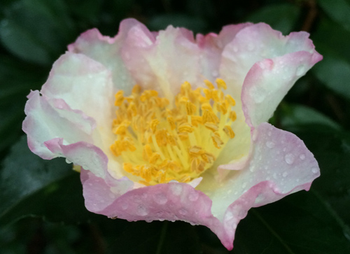 October Blooms at Lewis Ginter Botanical Garden