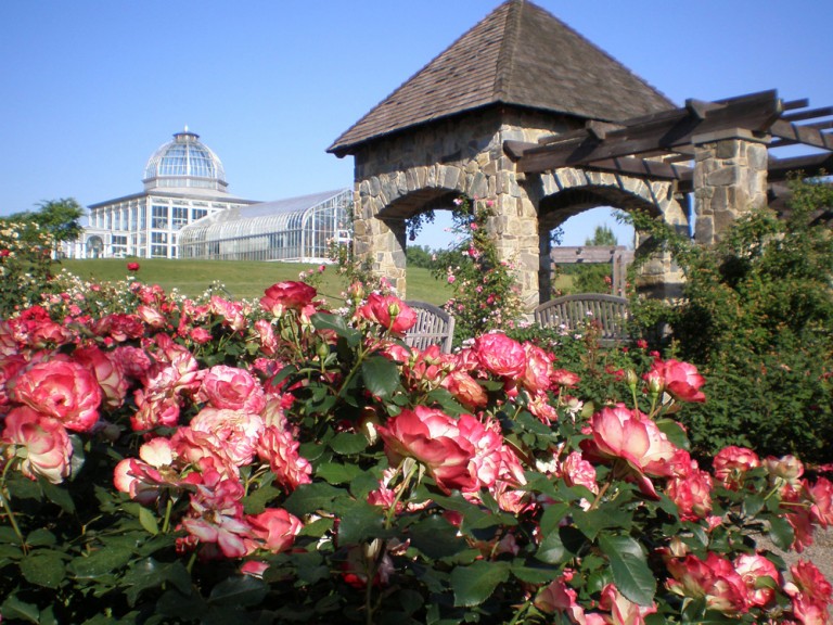 A Lover of Roses - Lewis Ginter Botanical Garden