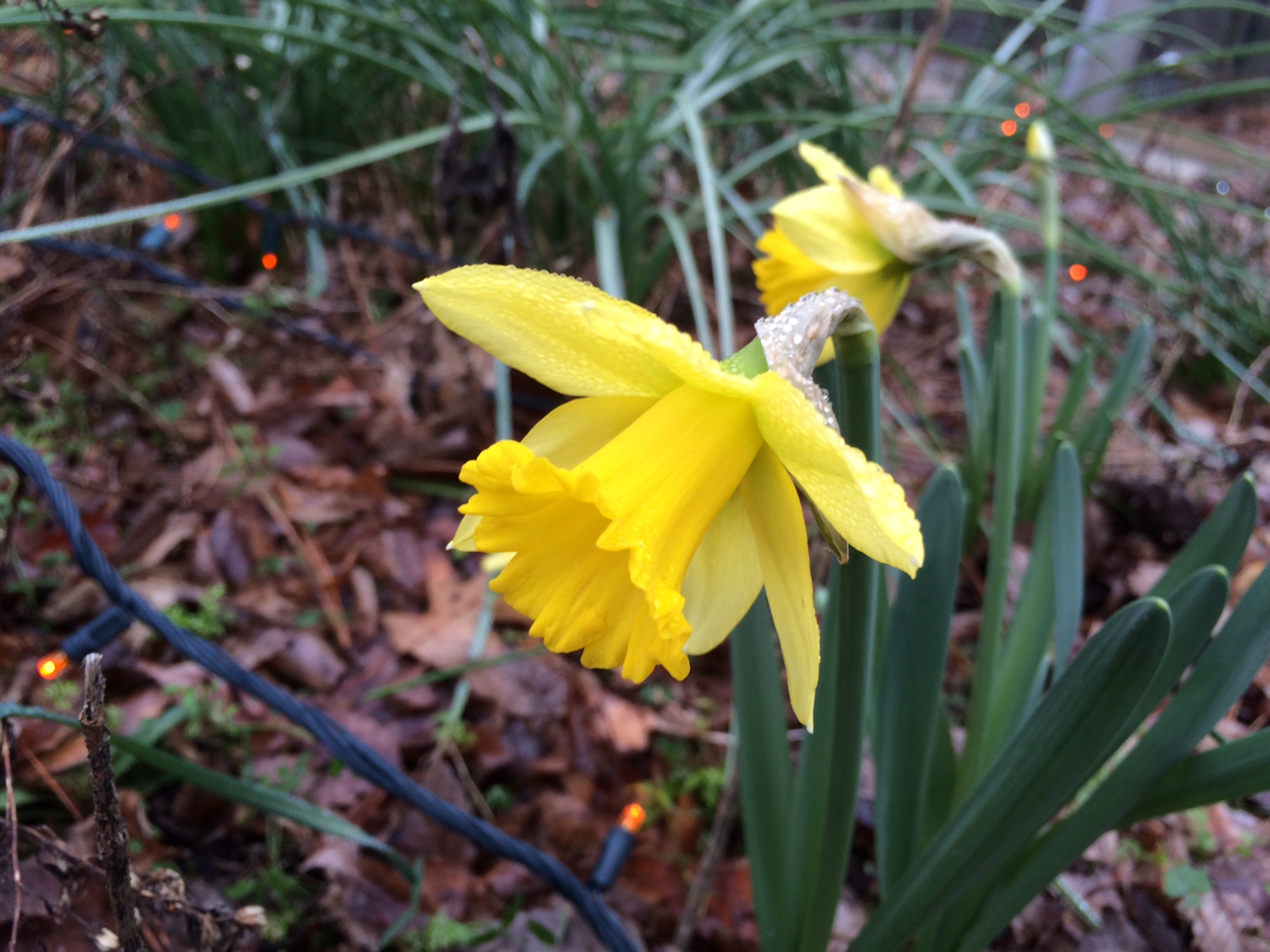 Rijnveld's Early Sensation Daffodil Narcissus in cg - Lewis Ginter ...