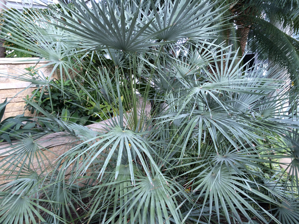 Silver Select tm European Fan Palm Chamaerops humilis - Lewis Ginter ...