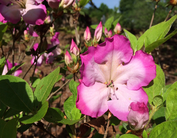 glenn dale azalea martha hitchcock 600 - Lewis Ginter Botanical Garden
