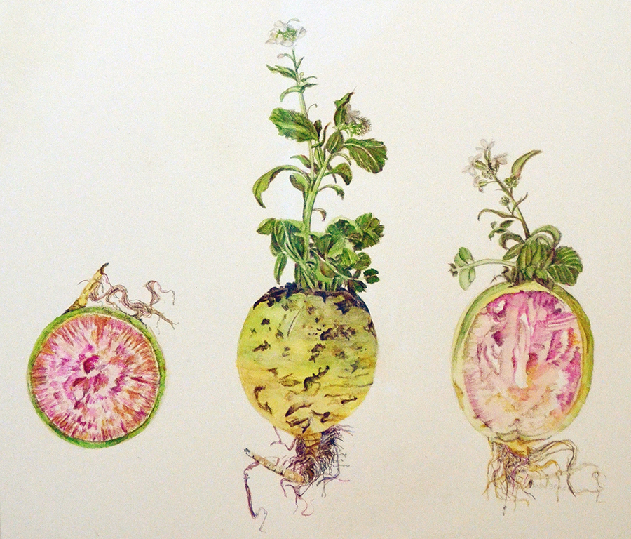 watermelon radish illustration_edited-1 - Lewis Ginter Botanical Garden