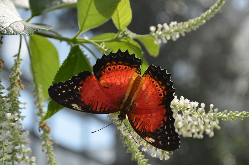 Announcing the Winners: Instagram #Bflies Contest - Lewis Ginter ...