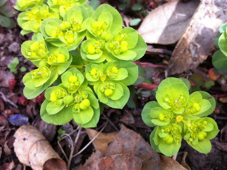 5 Provocative Perspectives - Lewis Ginter Botanical Garden