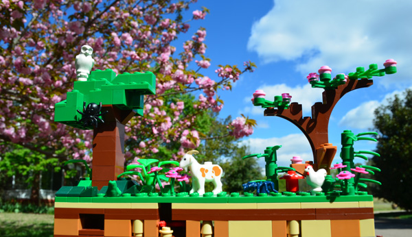 Cherry tree moc laurel 600 - Lewis Ginter Botanical Garden