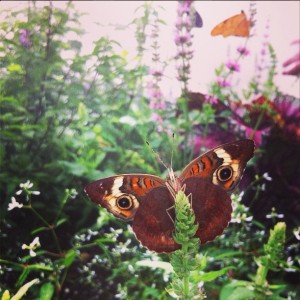 Is the Monarch Butterfly Disappearing? Are Butterflies Less Common Now?