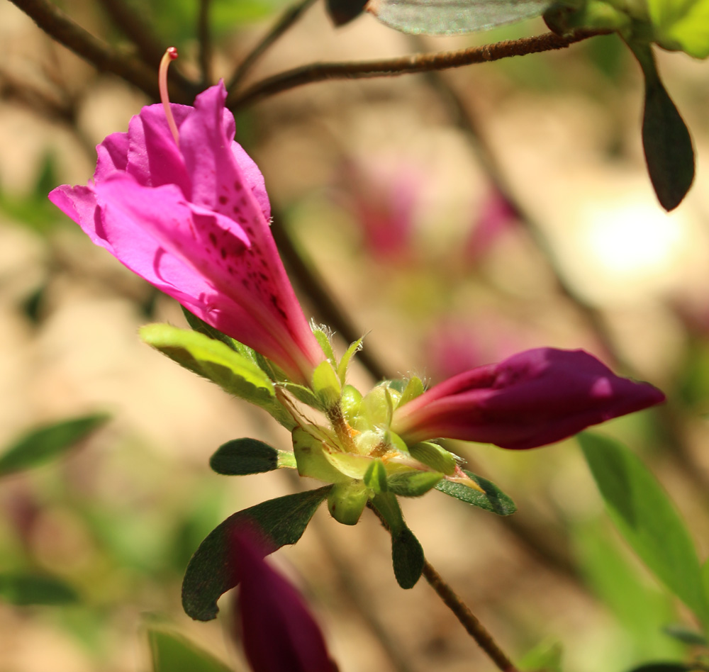Gable Azalea, Rhododendron ‘Karen’ bud 1000 - Lewis Ginter Botanical Garden