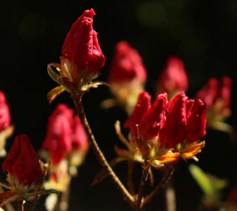 Azaleas Abloom in Spring - Lewis Ginter Botanical Garden
