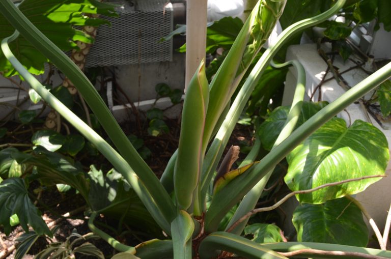 Philodendrons in Bloom - Lewis Ginter Botanical Garden