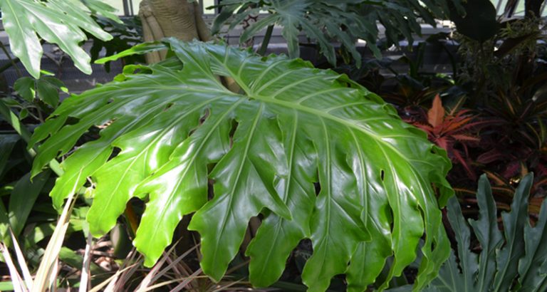 Philodendrons in Bloom - Lewis Ginter Botanical Garden