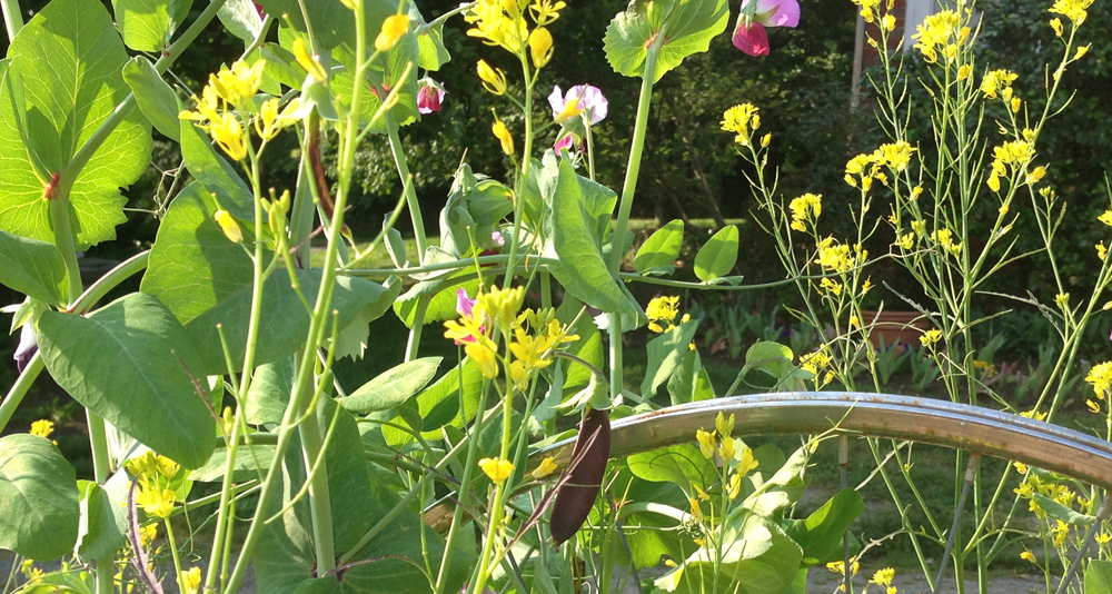 Heritage Plants Are Live History - Lewis Ginter Botanical Garden