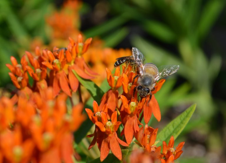 Butterfly Weed, Asclepias tuberosa Attracts Butterflies