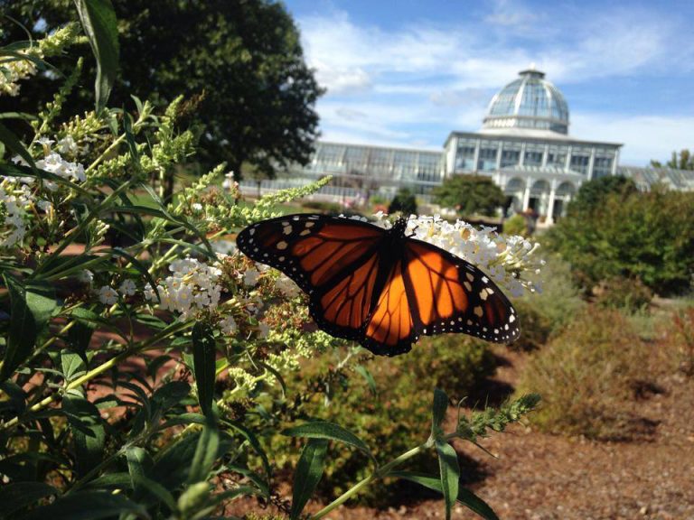 Helping Monarchs by Building Habitats - Lewis Ginter Botanical Garden