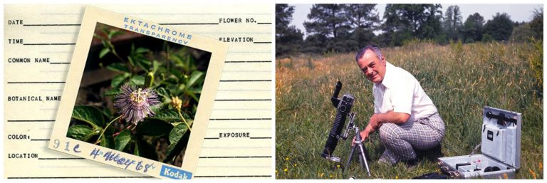 Fast Boats & Ancarrow Wildflowers - Lewis Ginter Botanical Garden