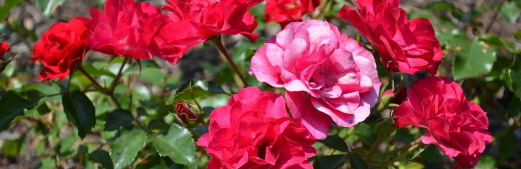 floribunda-rose-rosa-ruby-vigorosa-2-header - Lewis Ginter Botanical Garden
