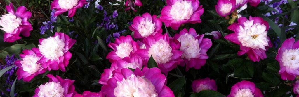 peony Primevere header Flowers As Art - Lewis Ginter Botanical Garden