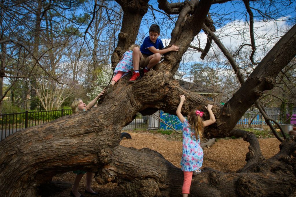Advice on how to be a good steward to the trees in your yard