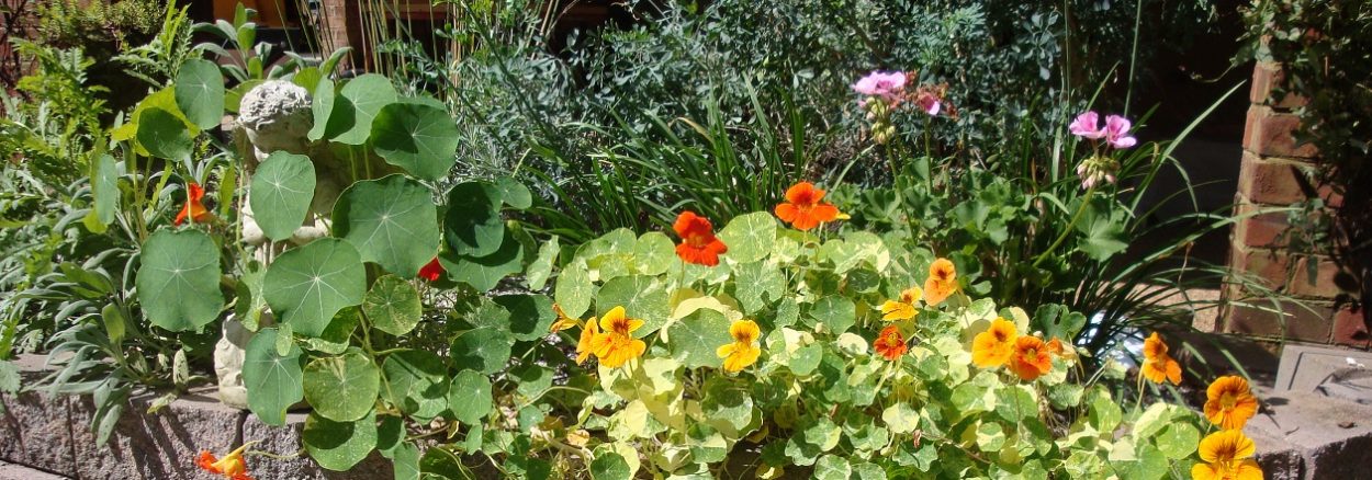 Annuals and Perennials for Virginia Gardens - Lewis Ginter Botanical Garden