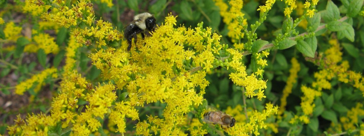 Bees in fall banner crop - Lewis Ginter Botanical Garden