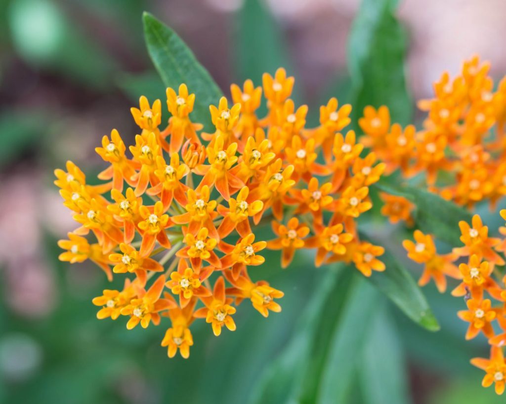 Butterfly Weed, Asclepias tuberosa Attracts Butterflies