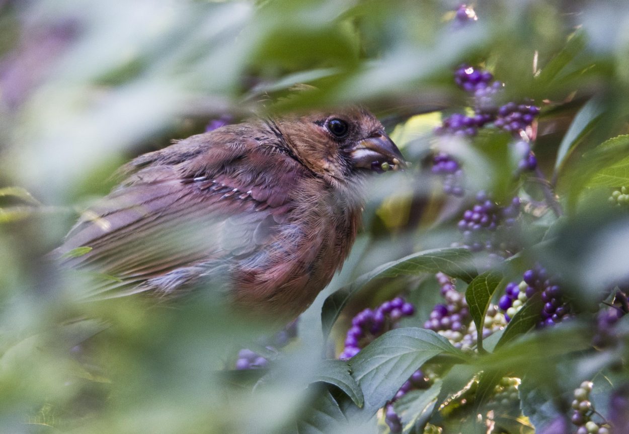 timid bird Don Williamson - Lewis Ginter Botanical Garden