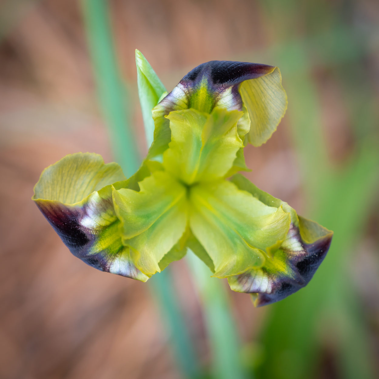 Tom Hennessy - hermodactylus tuberosus snakes head iris 2 - Lewis ...