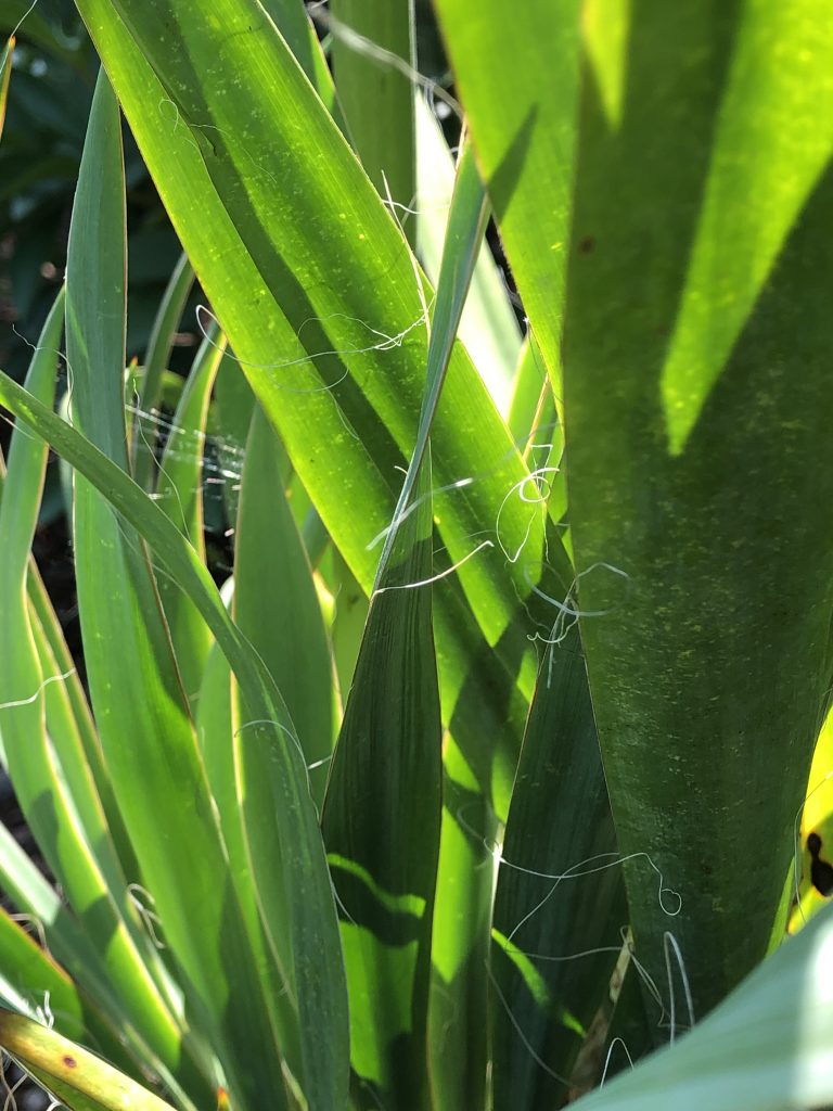 Yucca: A Nifty Native - Lewis Ginter Botanical Garden