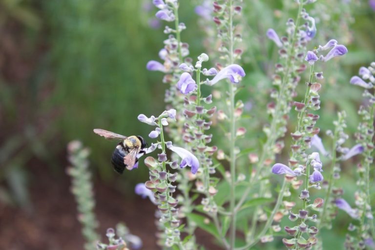 Companion Planting to Support Beneficial Insects at Lewis Ginter at ...