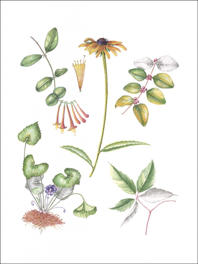 Native Plants of the James River: Native Art at Lewis Ginter