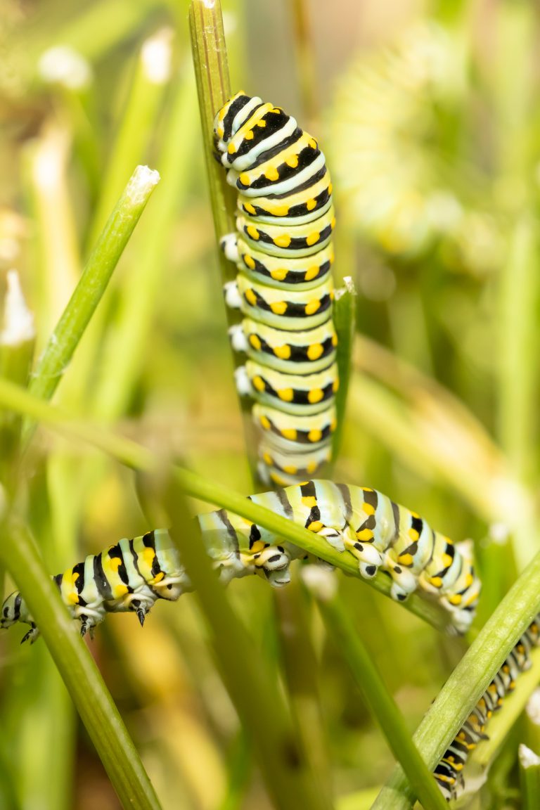 Investigating Black Swallowtail Caterpillars' Behavior - Lewis Ginter ...