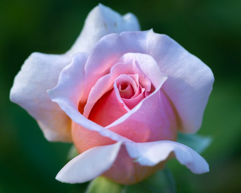 May Garden Tips from Lewis Ginter Botanical Garden