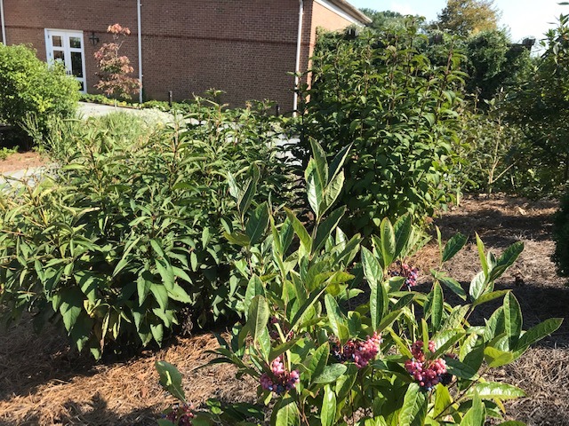 Witherod viburnum Brandywine and Morton Native Plant Garden - Lewis ...