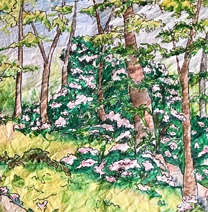 Ink and Watercolor on Japanese Masa Paper - Lewis Ginter Botanical Garden