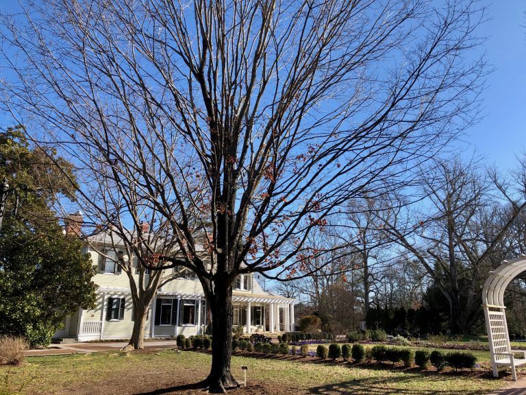Enjoy Simplicity with Winter Tree ID - Lewis Ginter Botanical Garden