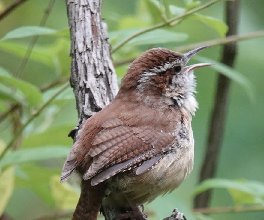 bird - Lewis Ginter Botanical Garden