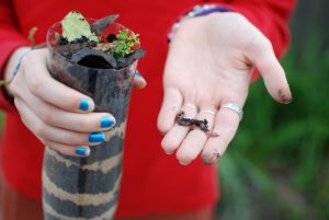 Worms! How to Make a Wormery - Lewis Ginter Botanical Garden