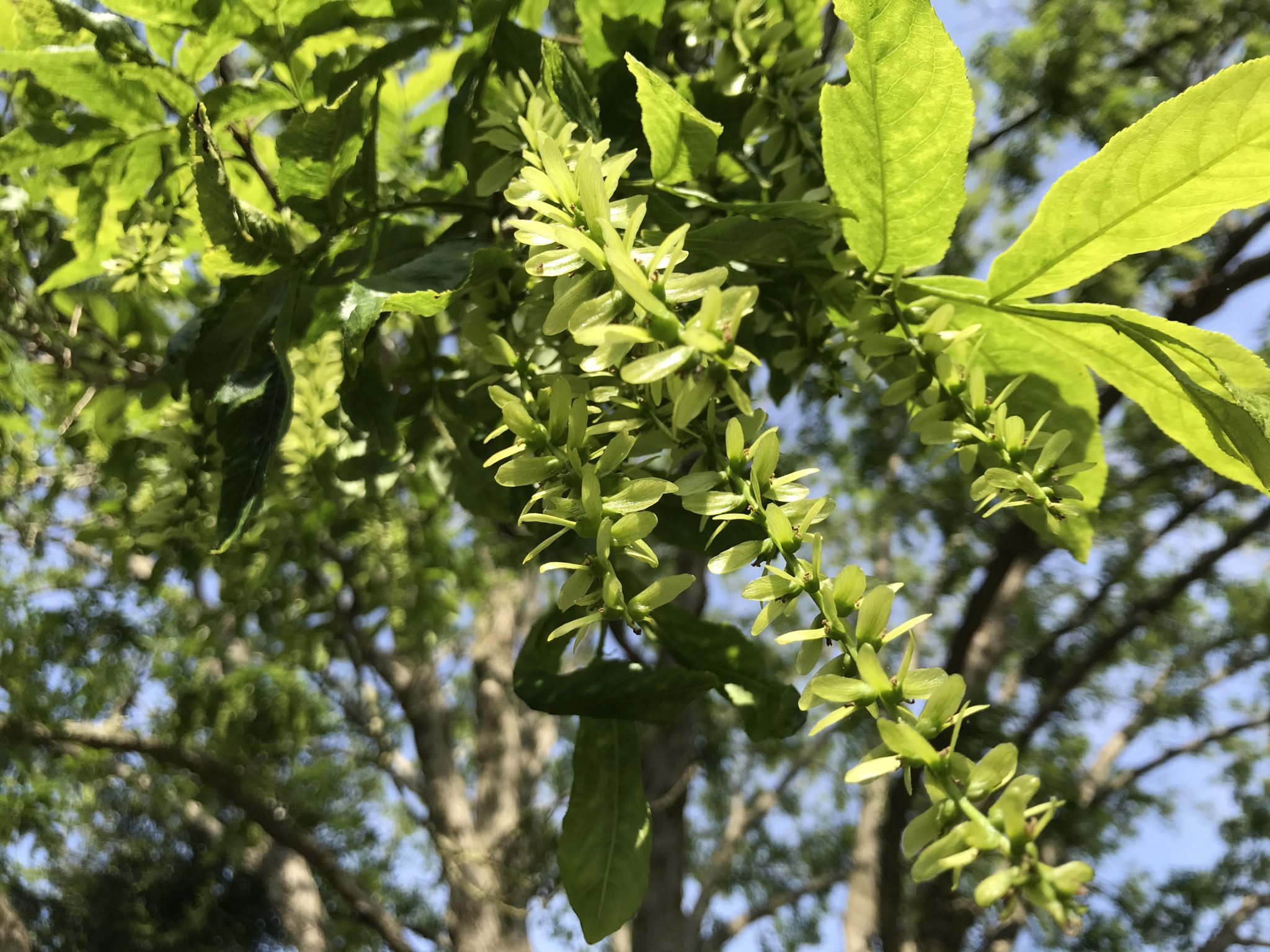 Love a Tree Day - May 16 - Lewis Ginter Botanical Garden