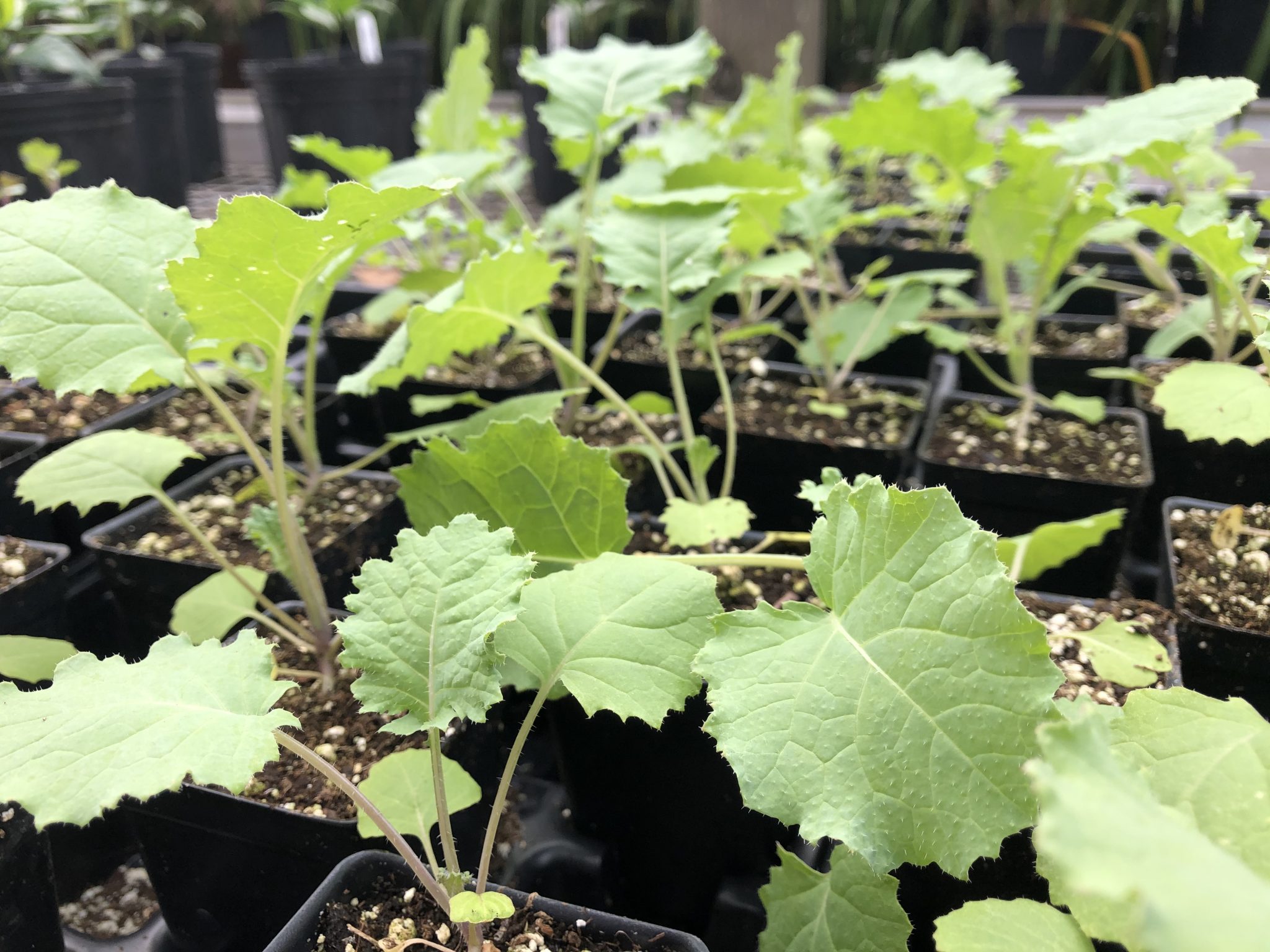 Fall Vegetable Gardening - Lewis Ginter Botanical Garden