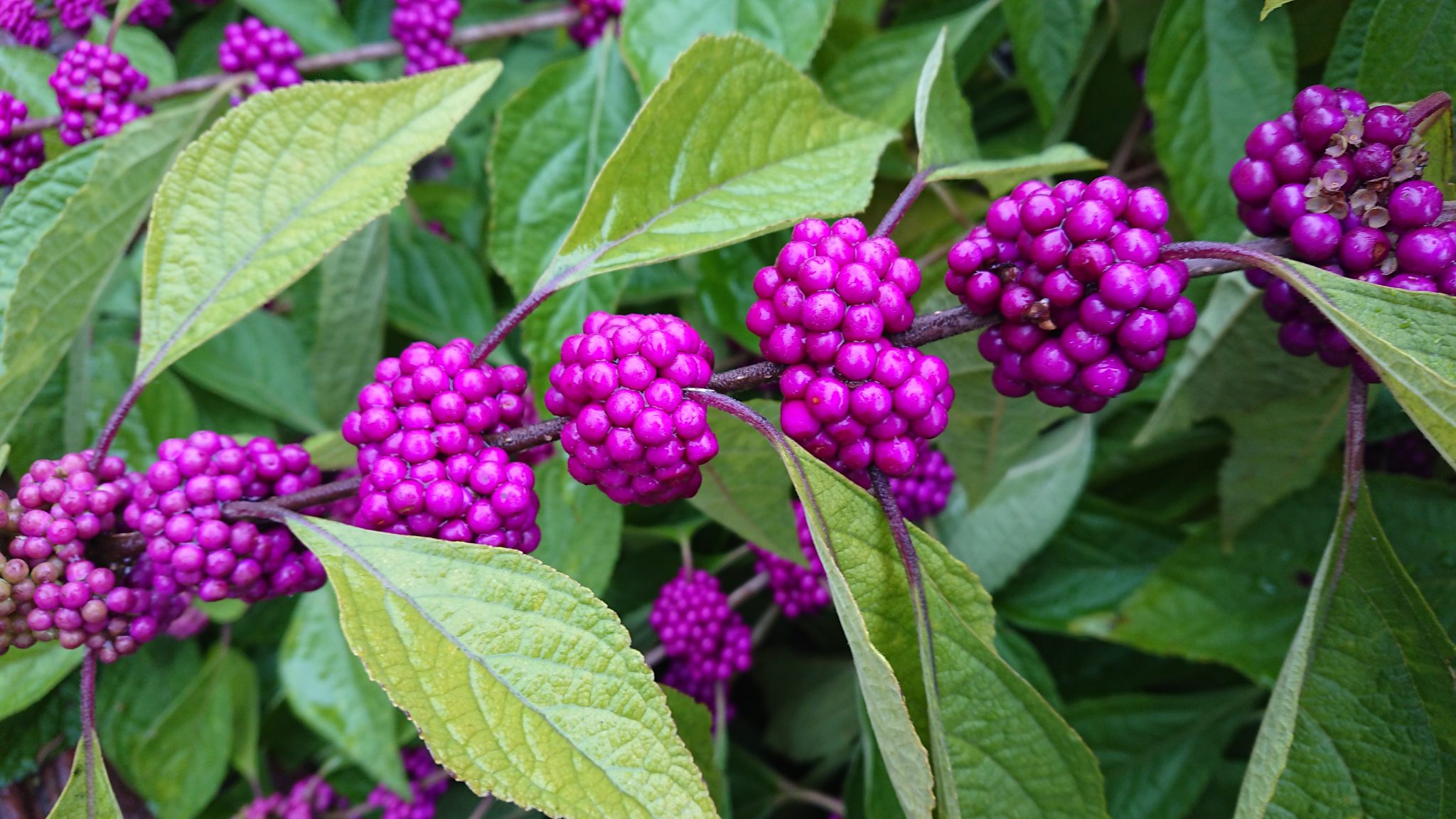 native Callicarpa americana - Lewis Ginter Botanical Garden